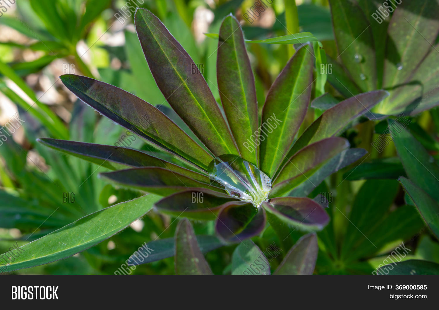 Lupine Leaves, Dew, Image & Photo (Free Trial) | Bigstock
