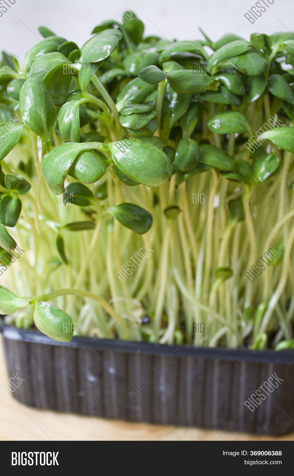 Beans Microgreen. Image & Photo (Free Trial) | Bigstock