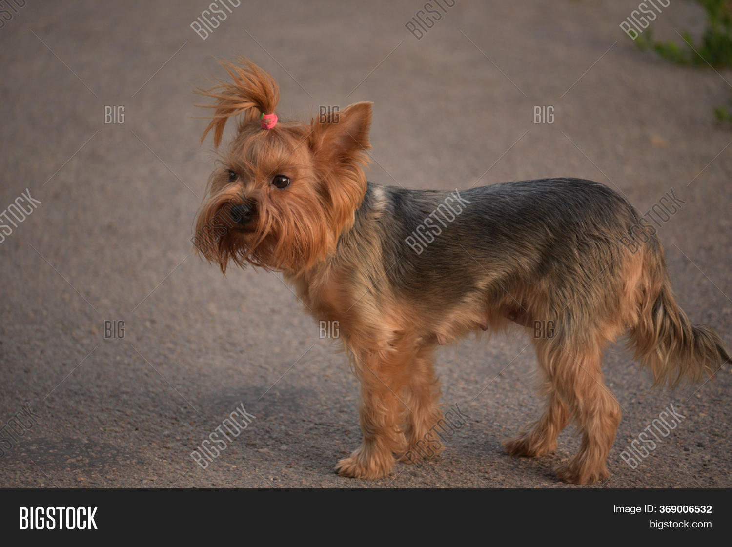 Yorkshire Terrier Image & Photo (Free Trial) | Bigstock