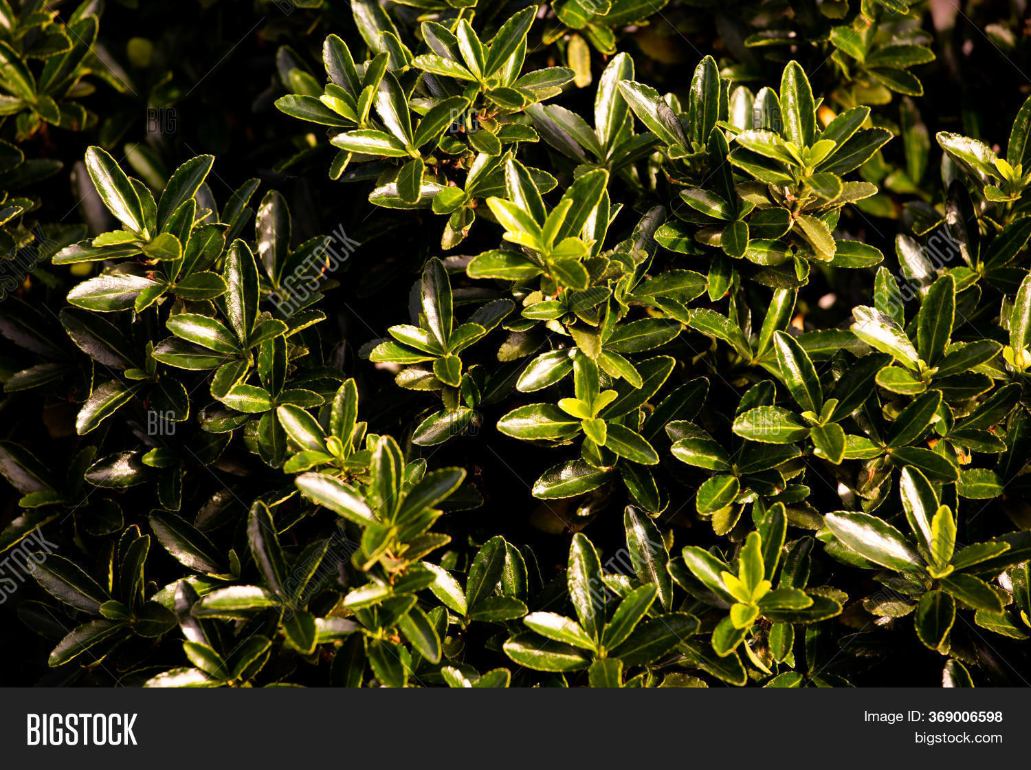 Green Hedge Succulent Image & Photo (Free Trial) | Bigstock