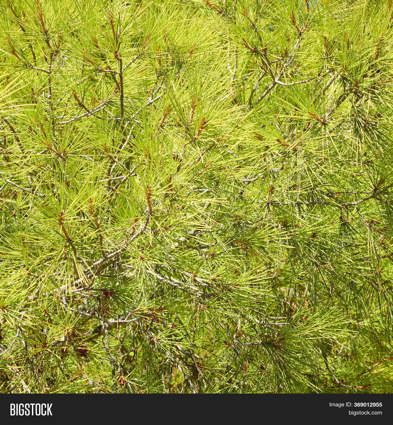 Needles Conifer - Image & Photo (Free Trial) | Bigstock