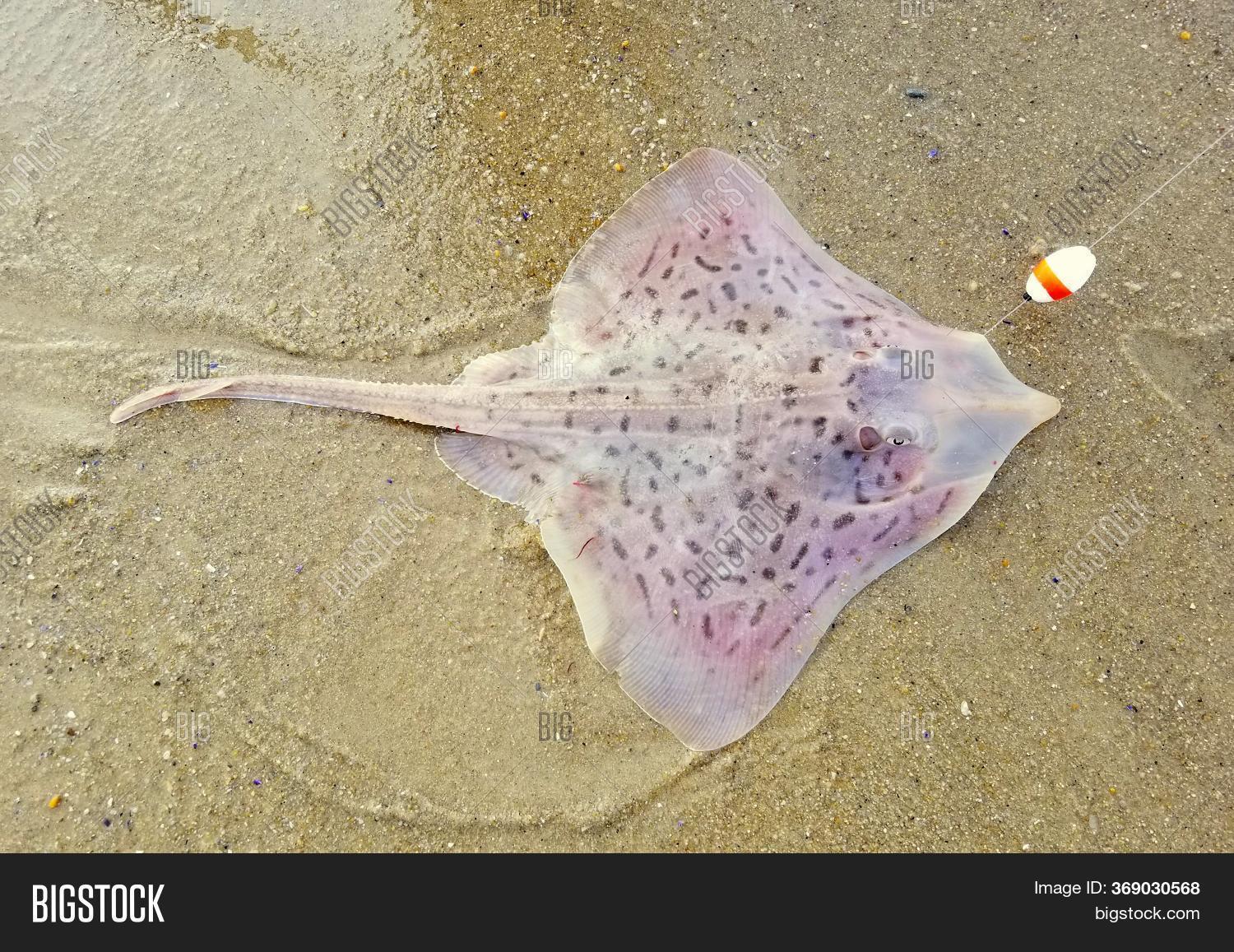 Pink Dotted Stingray Image & Photo (Free Trial) | Bigstock