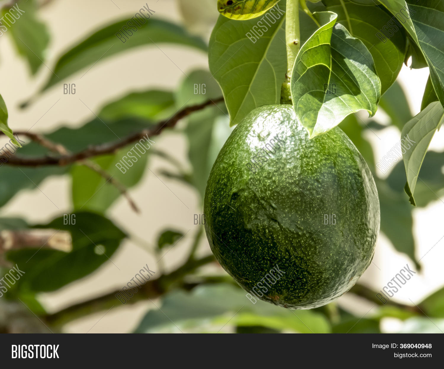 Avocado Tree After Image & Photo (Free Trial) | Bigstock