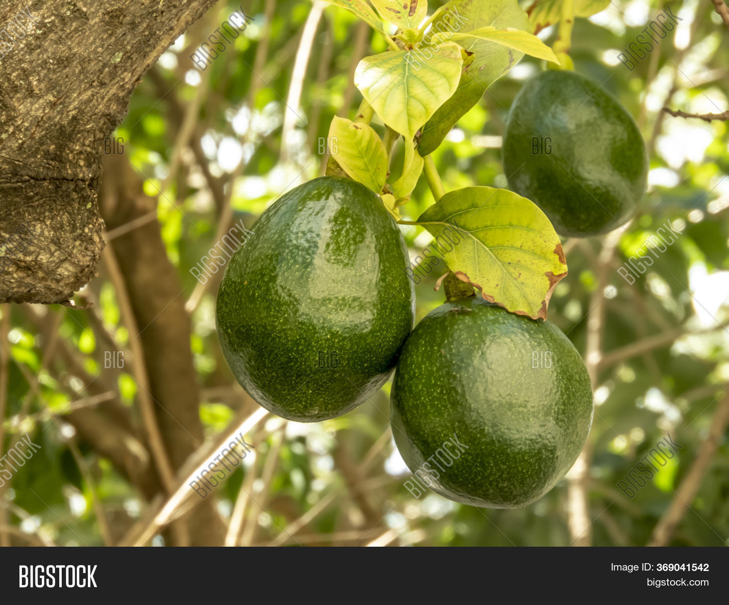 Avocado Tree Sunny Day Image & Photo (Free Trial) | Bigstock