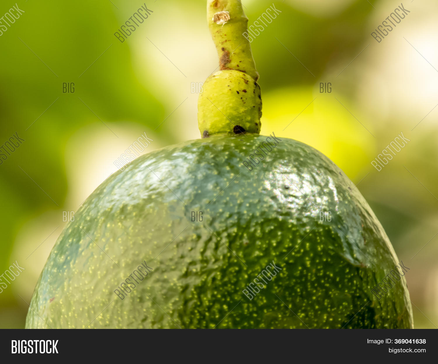 Avocado Tree Sunny Day Image & Photo (Free Trial) | Bigstock