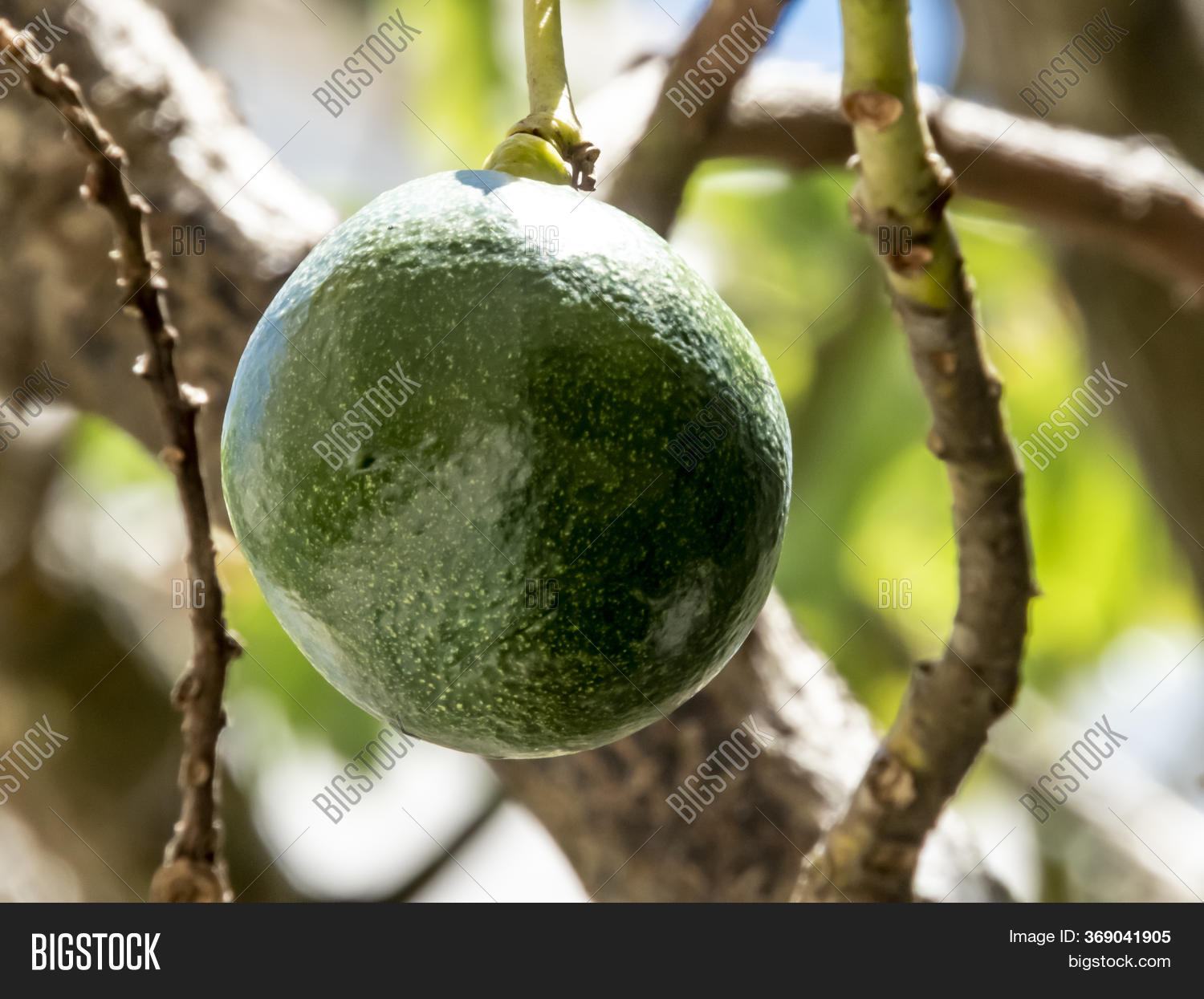 Avocado Tree Sunny Day Image & Photo (Free Trial) | Bigstock