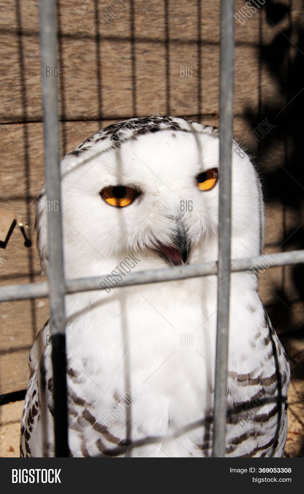 Caged Snowy Owl Cage, Image & Photo (Free Trial) | Bigstock