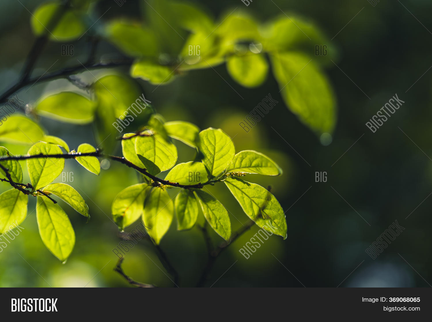 Leaves-green Sprouting Image & Photo (Free Trial) | Bigstock