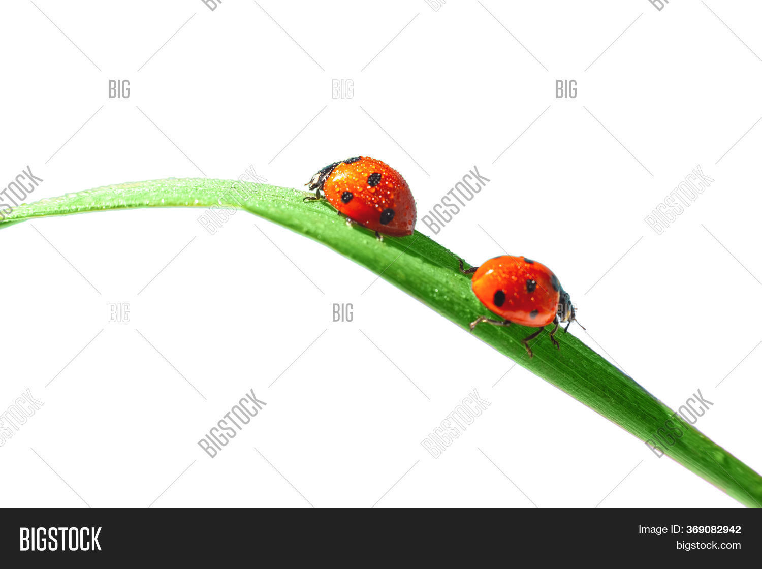 Two Red Ladybugs Image & Photo (Free Trial) | Bigstock
