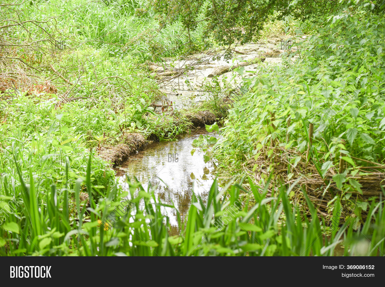 Overgrown Natural Image & Photo (Free Trial) | Bigstock