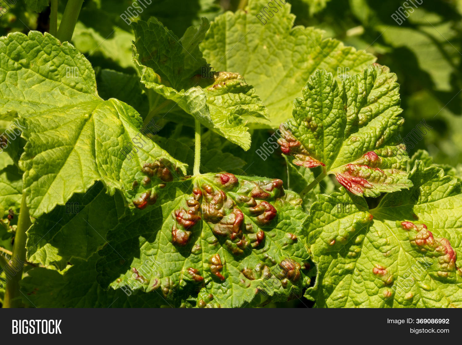 Disease Red White Image & Photo (Free Trial) | Bigstock