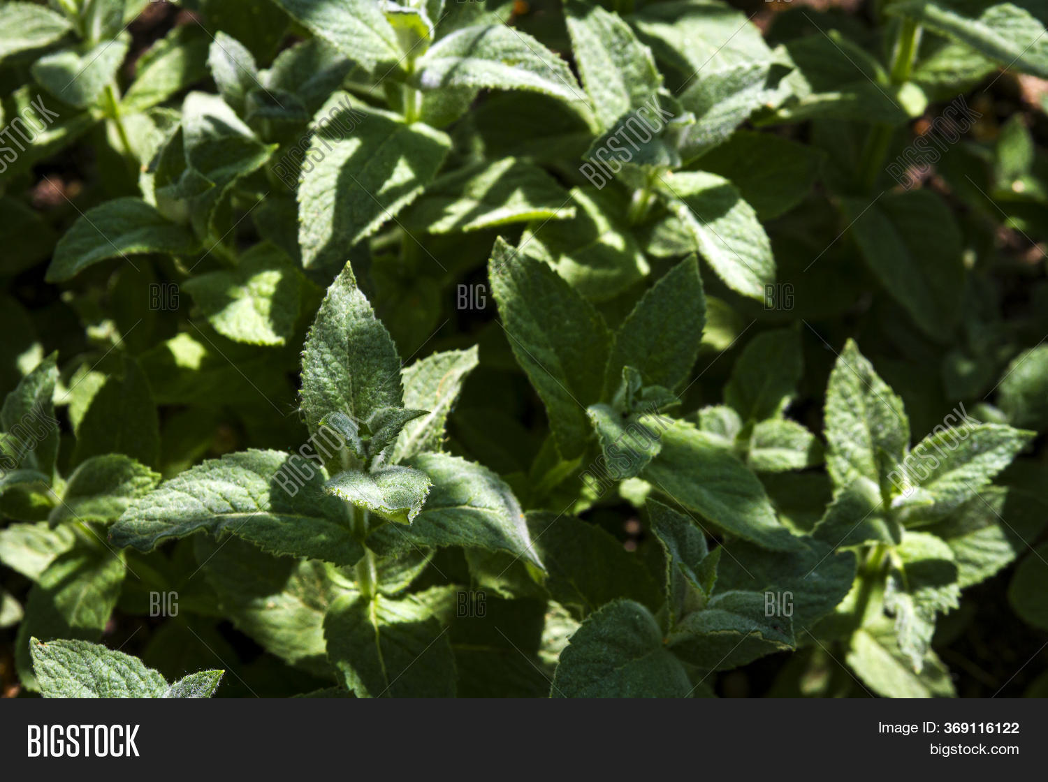 Fresh Green Mint Image & Photo (Free Trial) | Bigstock