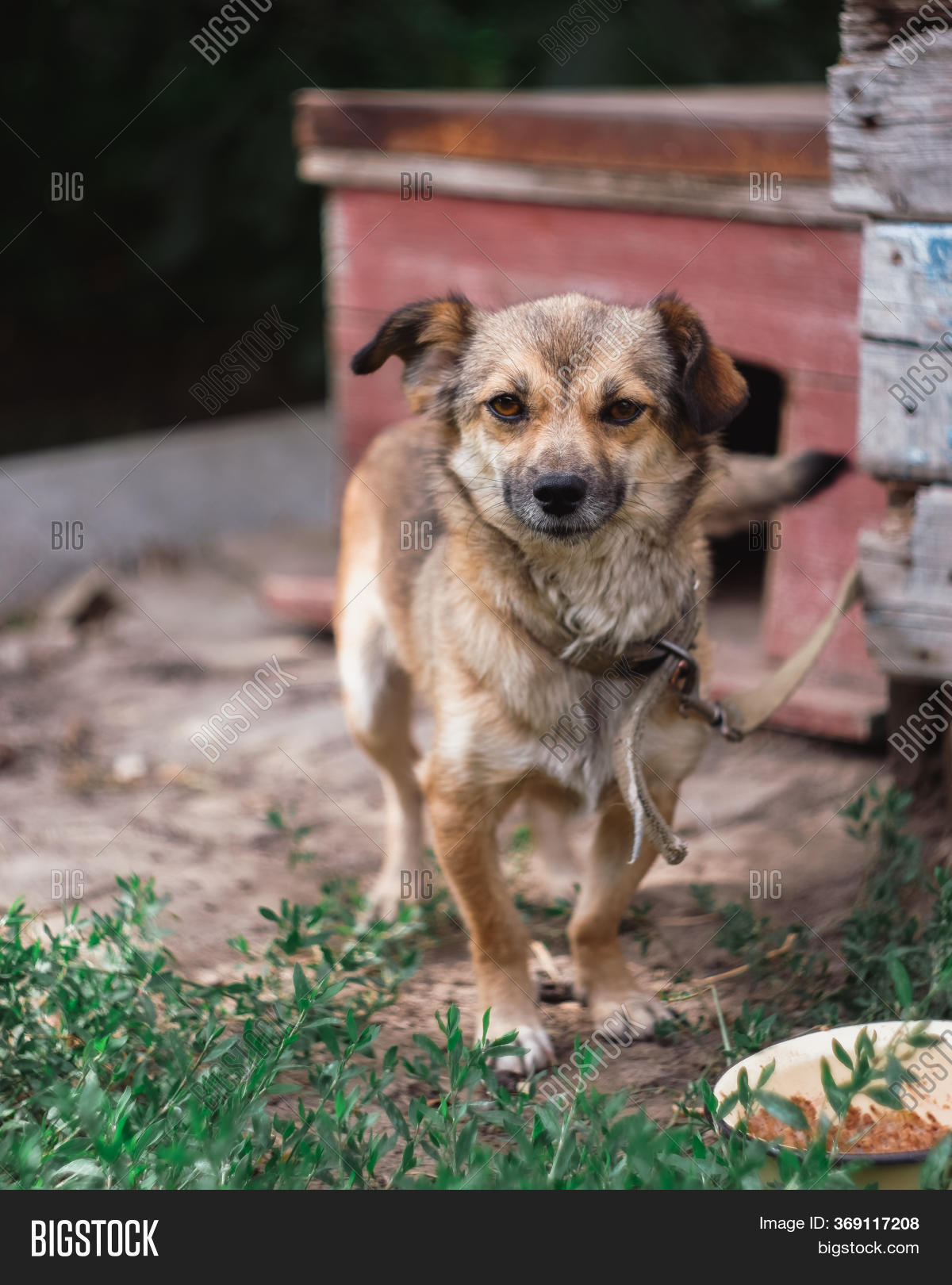 Pooch Dog Breed