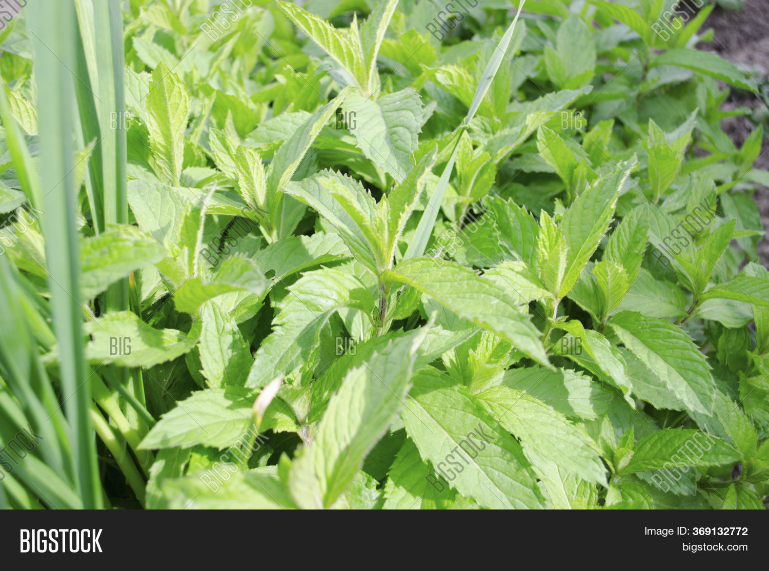 Mint Plant Lemon Balm Image & Photo (Free Trial) | Bigstock