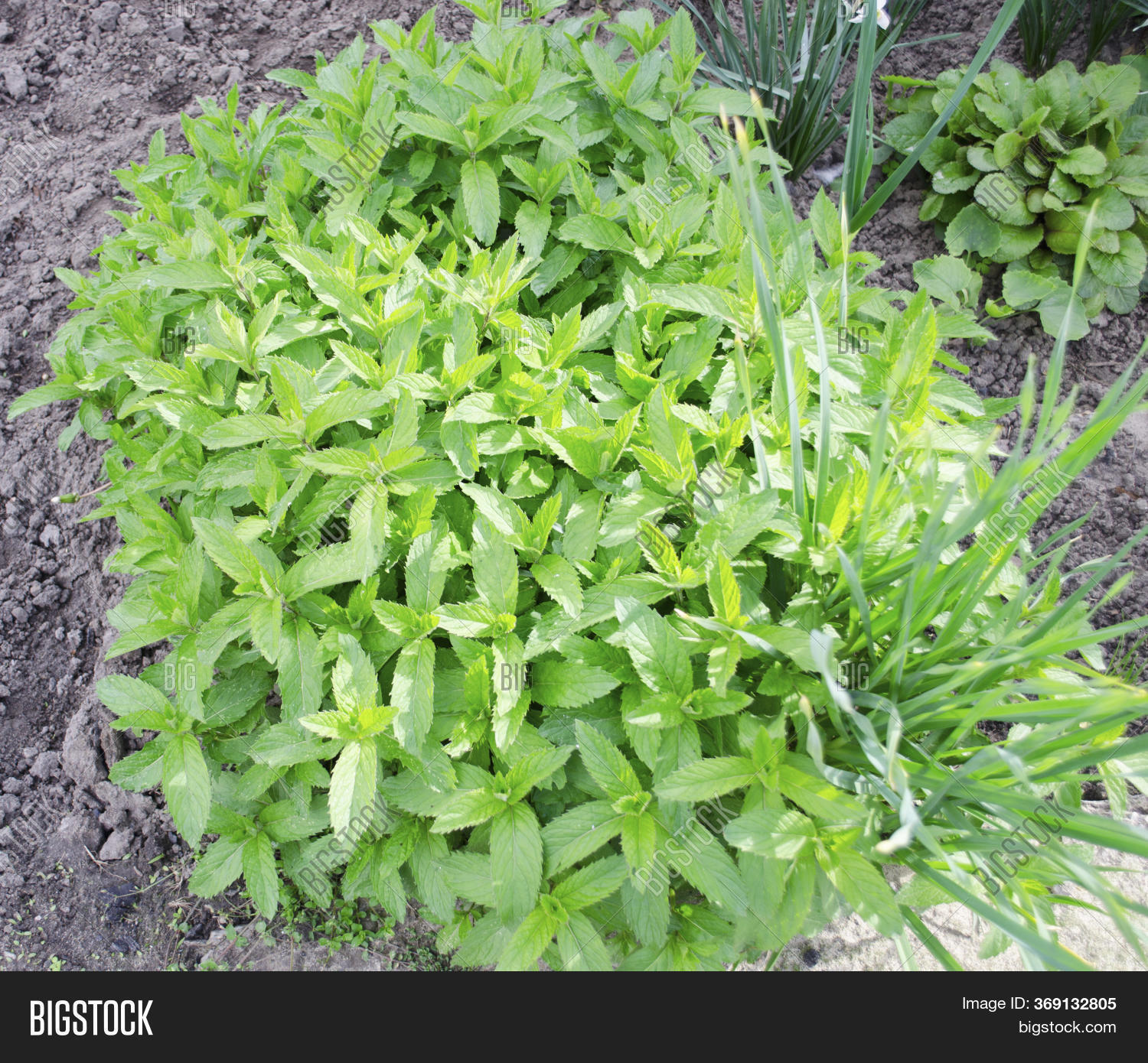 Mint Plant Lemon Balm Image & Photo (Free Trial) | Bigstock