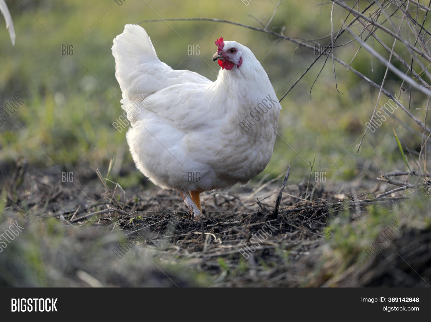 Beautiful Chicken Image & Photo (Free Trial) | Bigstock