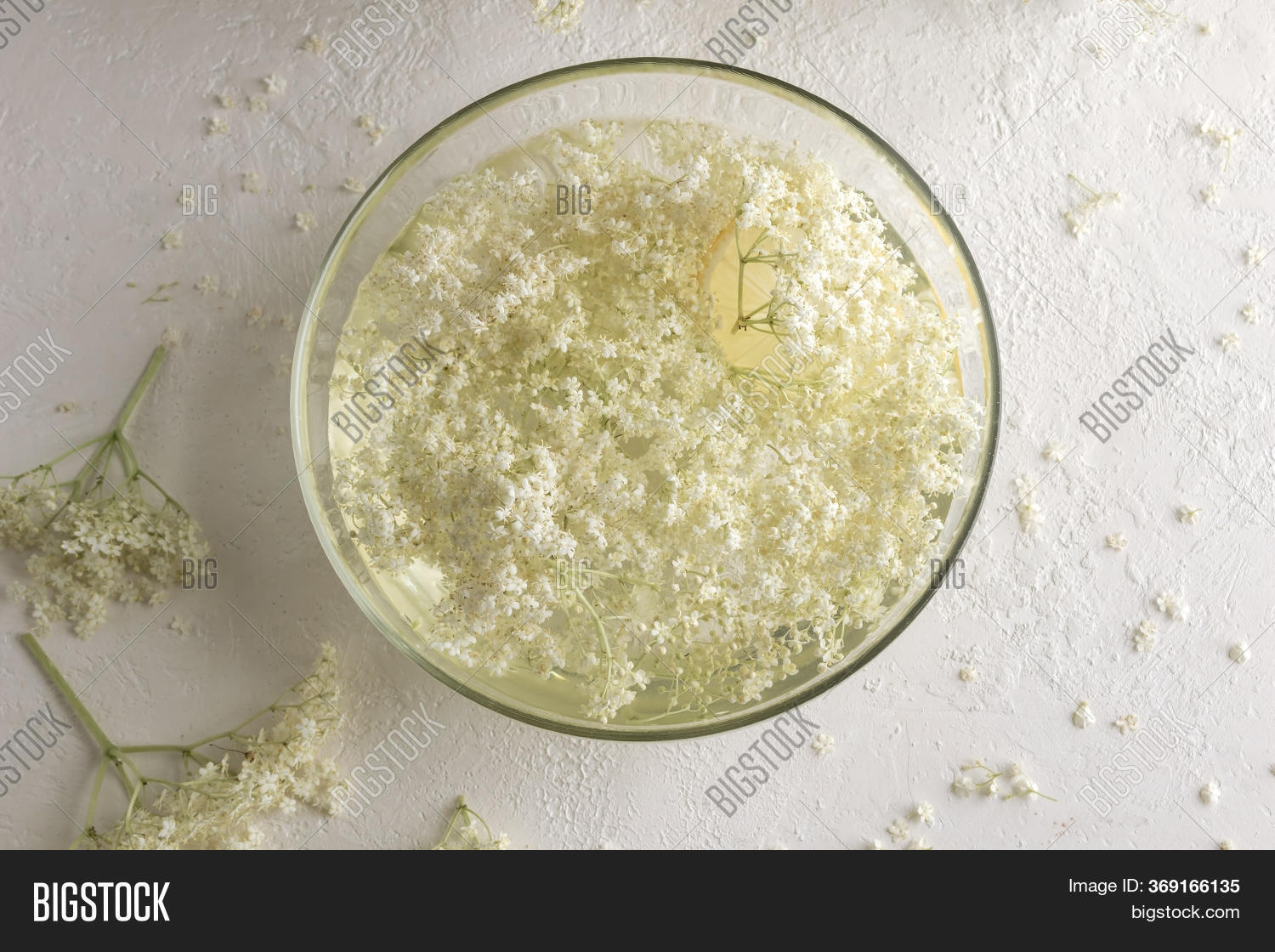 Macerating Elder Image & Photo (Free Trial) | Bigstock