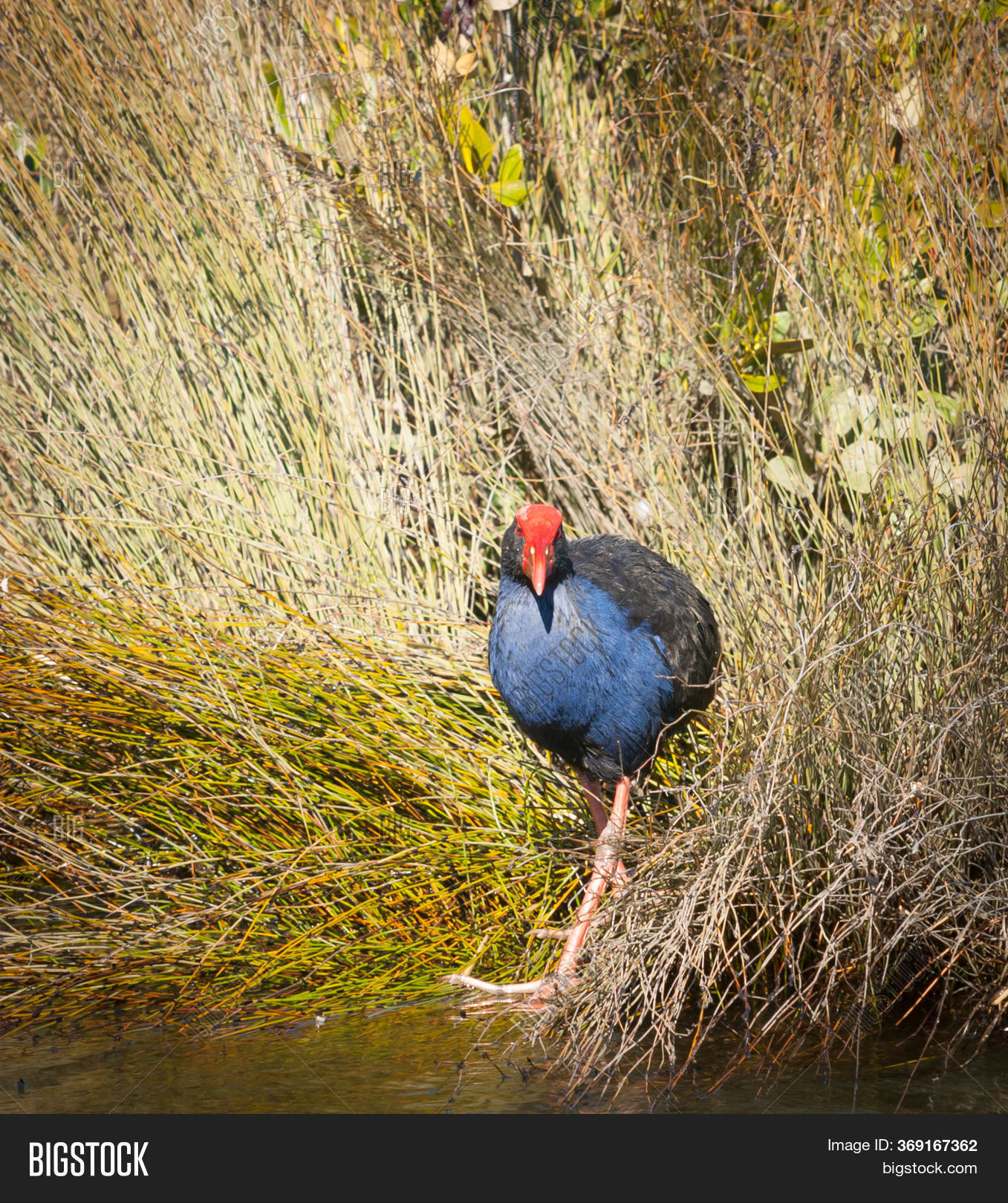 One Pukeko Swamp Hen Image & Photo (Free Trial) | Bigstock