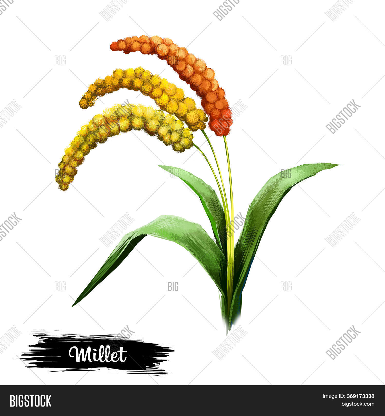 Millet Plant Isolated Image & Photo (Free Trial) | Bigstock