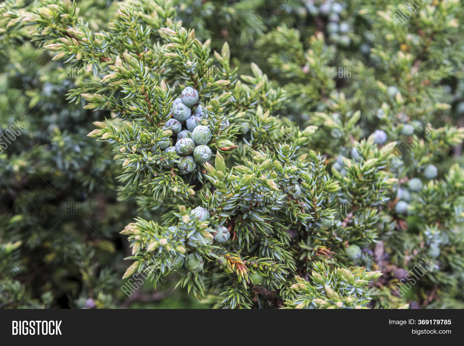 Juniper Berries Image & Photo (Free Trial) | Bigstock