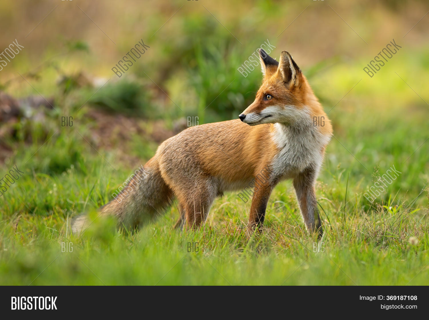 Red Fox Looking Behind Image & Photo (Free Trial) | Bigstock