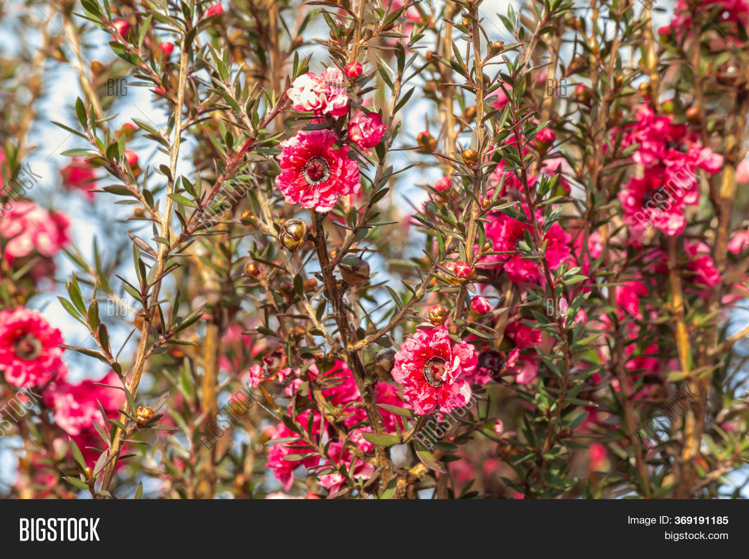 Closeup Pink Manuka Image & Photo (Free Trial) | Bigstock