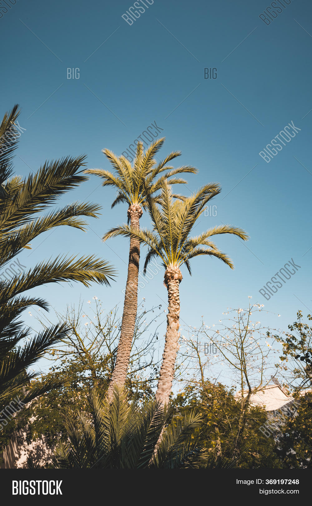 Isolated Single Palm Image & Photo (Free Trial) | Bigstock