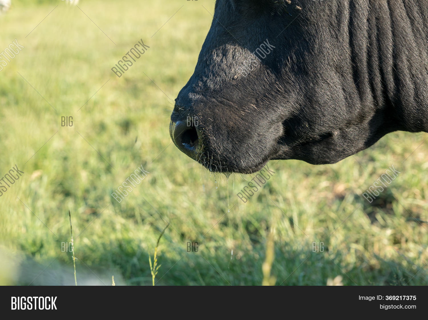 Close- Ruminating Image & Photo (Free Trial) | Bigstock