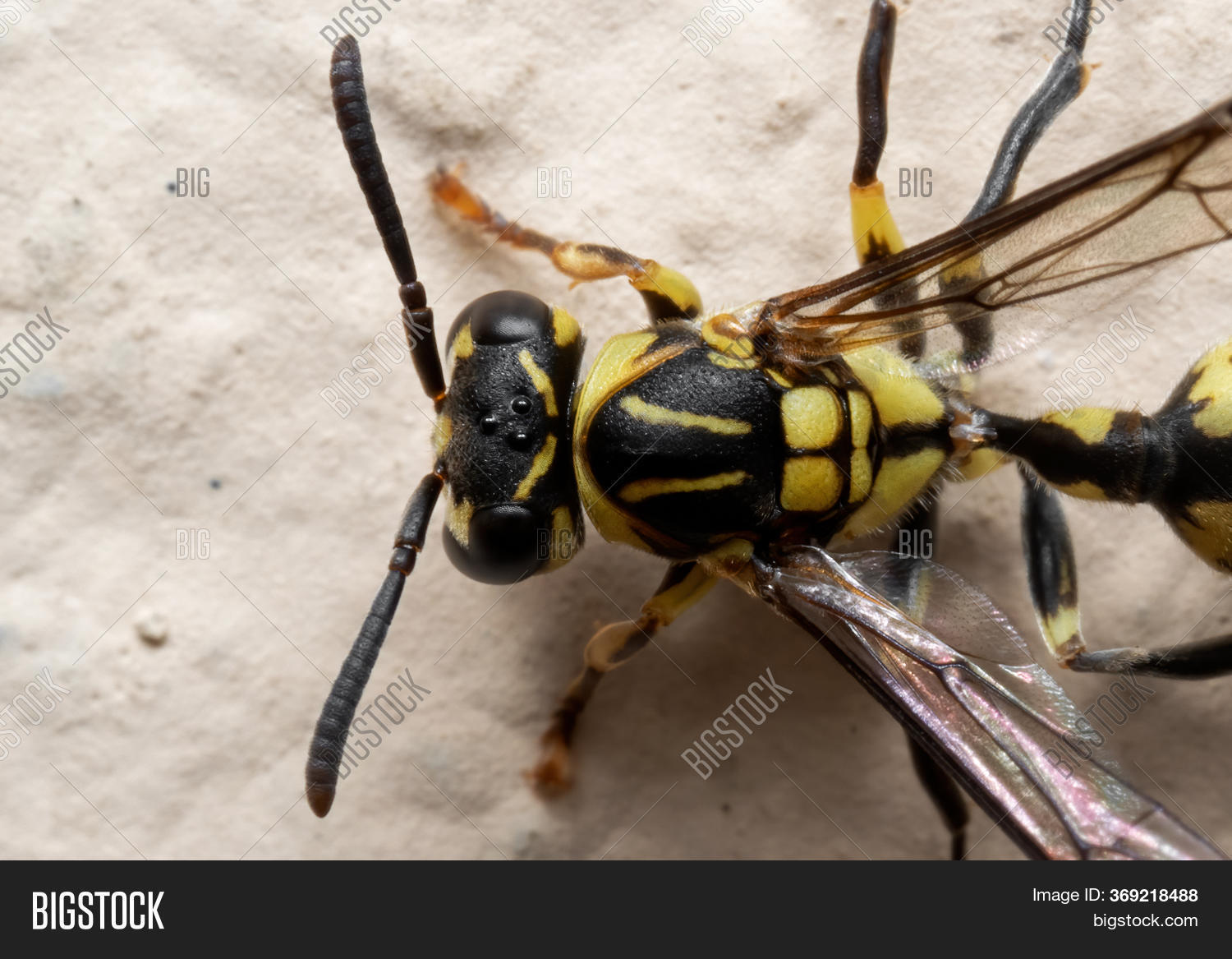 Macro Photography Wasp Image & Photo (Free Trial) | Bigstock