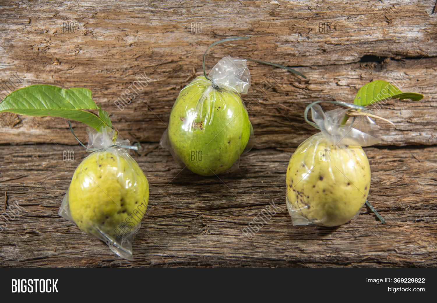 Guava Fruits (psidium Image & Photo (Free Trial) | Bigstock