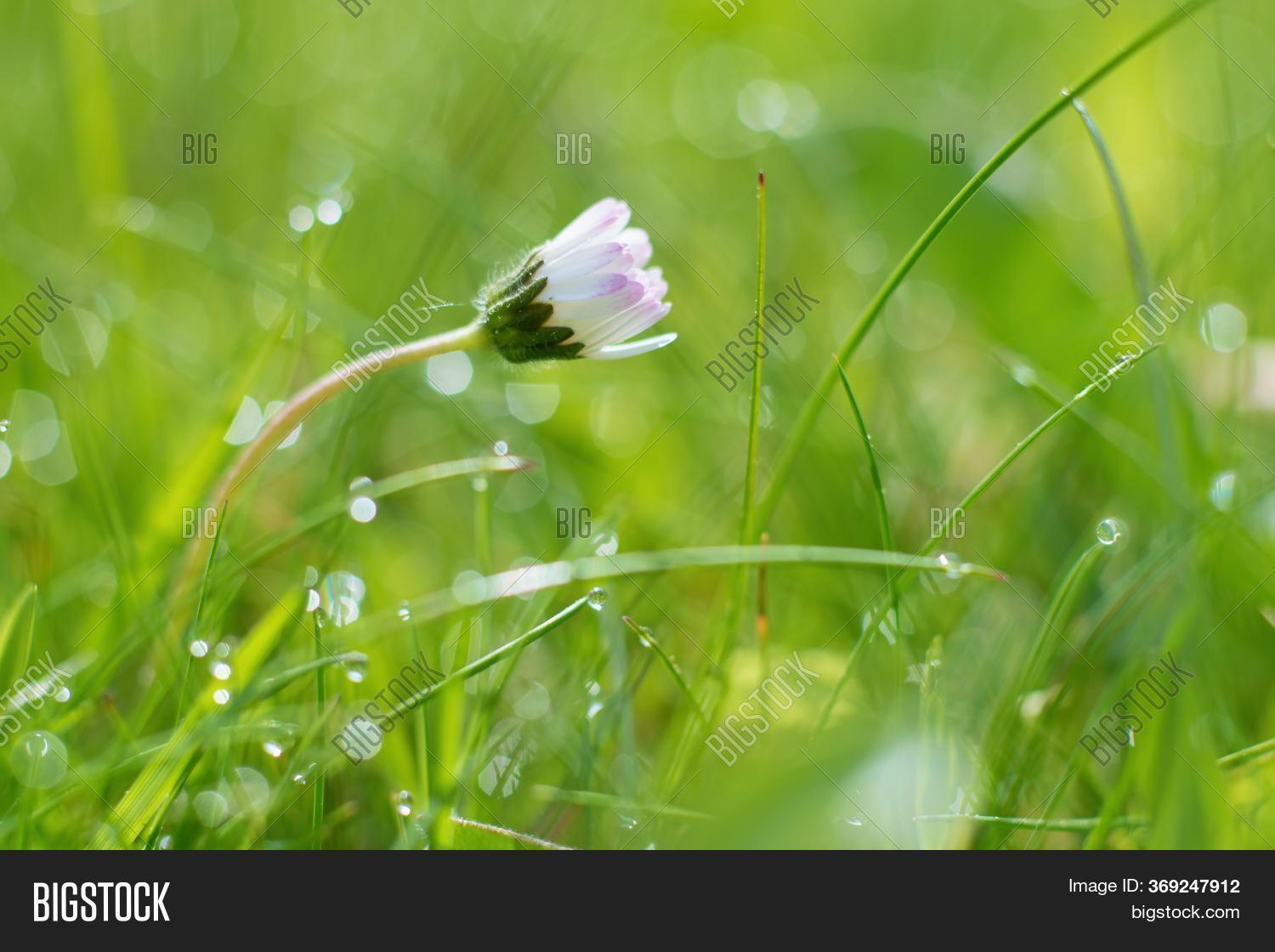 Morning Dew Beautiful Image & Photo (Free Trial) | Bigstock