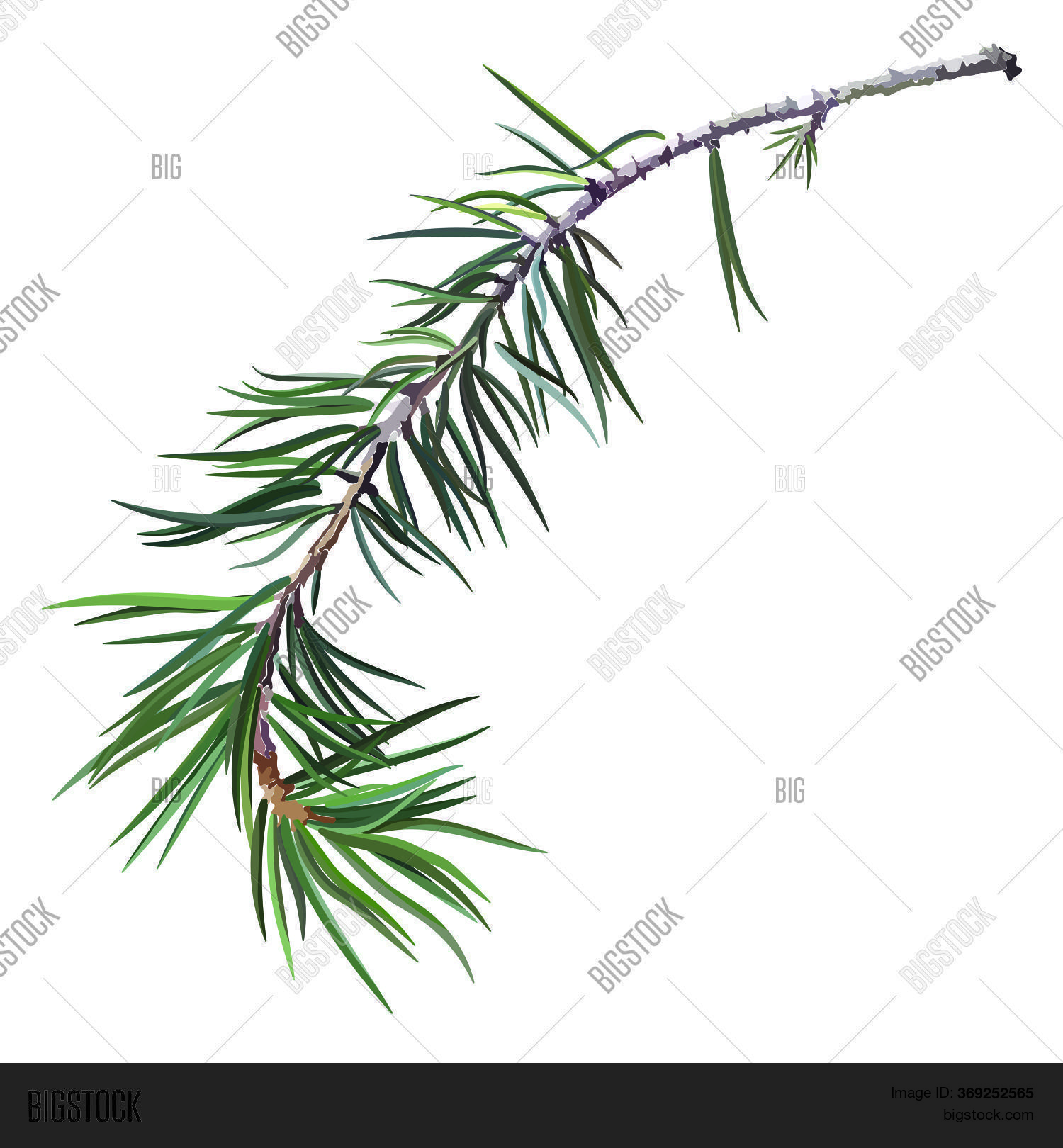 Sprig Spruce. Fir Vector & Photo (Free Trial) | Bigstock