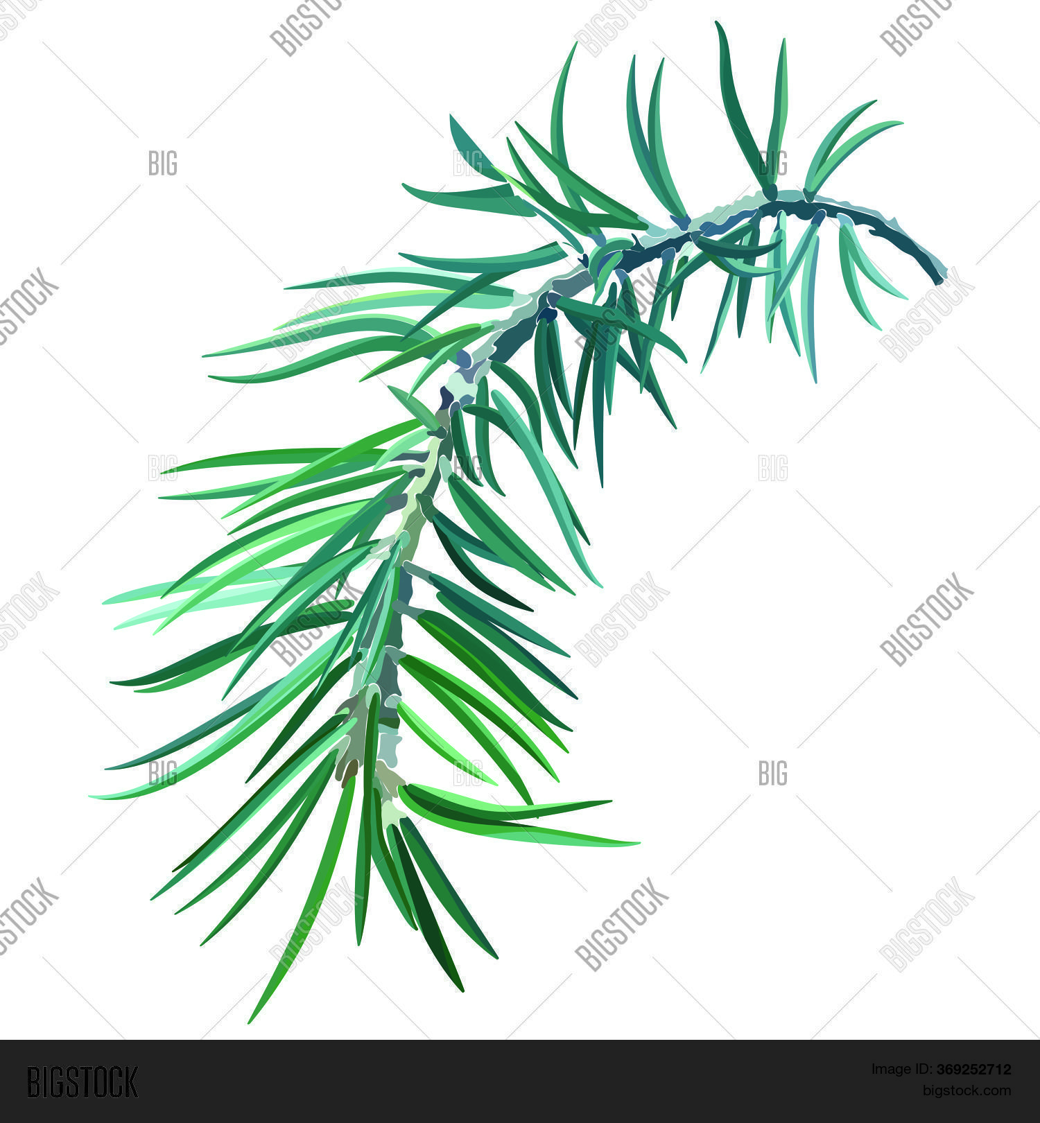 Sprig Spruce. Fir Vector & Photo (Free Trial) | Bigstock