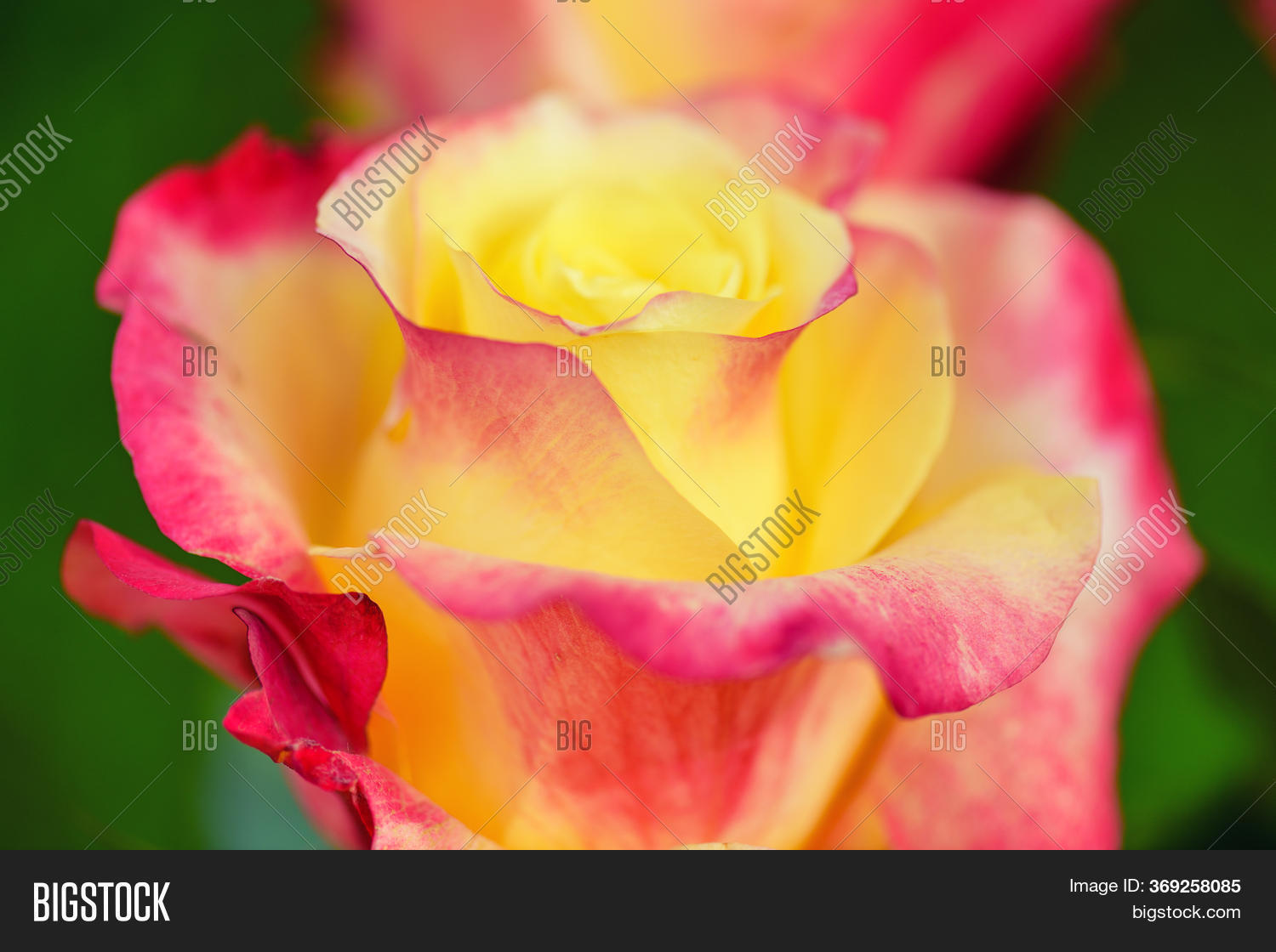 Macro Red Yellow Rose Image & Photo (Free Trial) | Bigstock