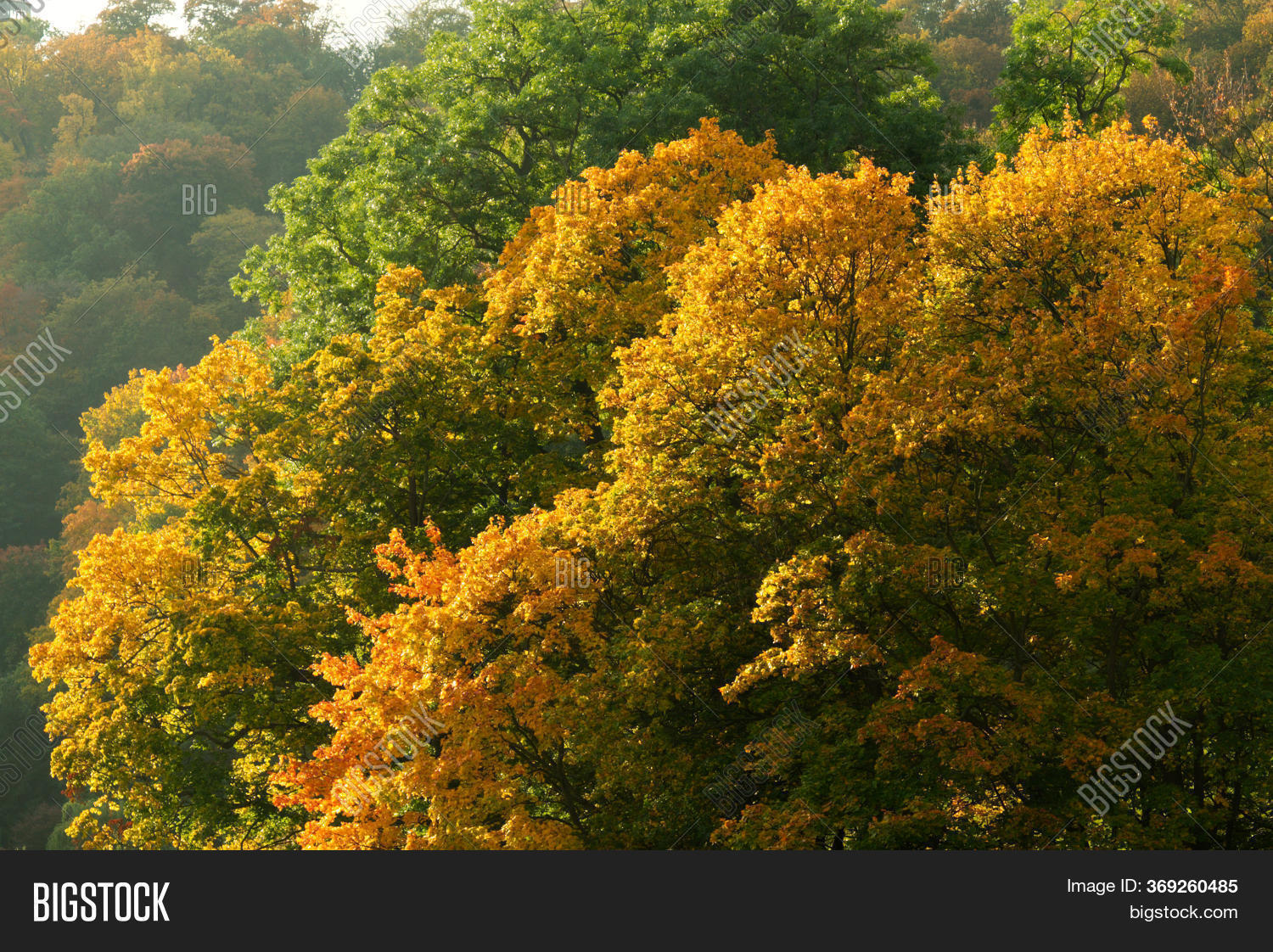 Beautiful Trees Image & Photo (Free Trial) | Bigstock