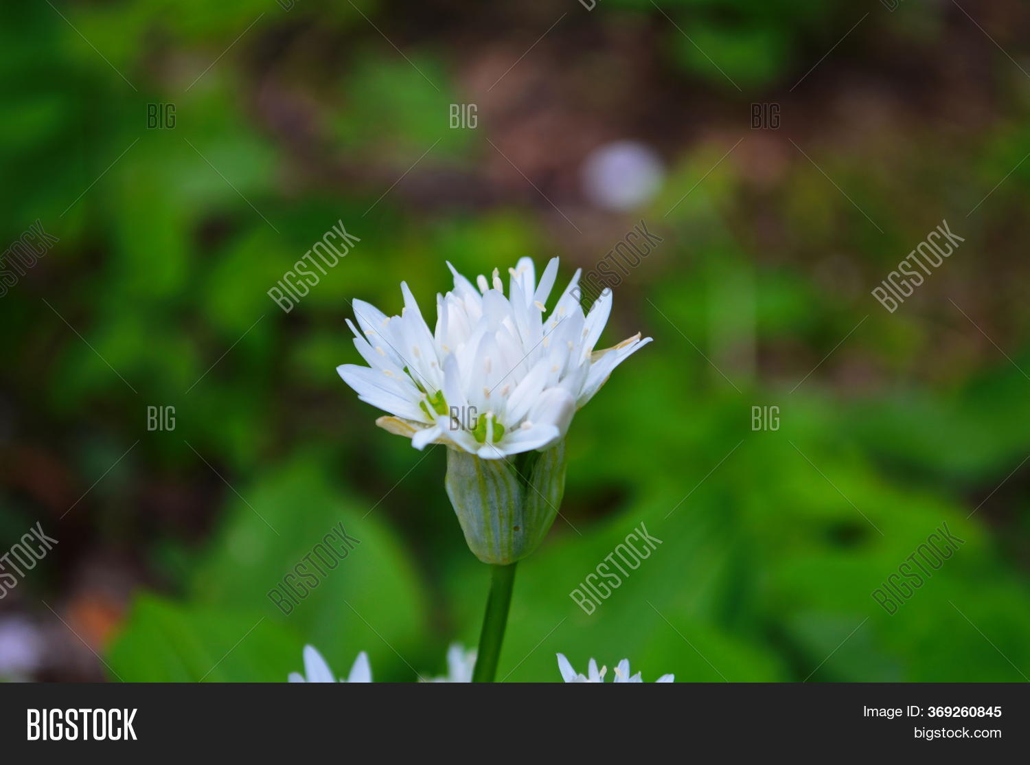 Fully Bloomed White Image & Photo (Free Trial) | Bigstock