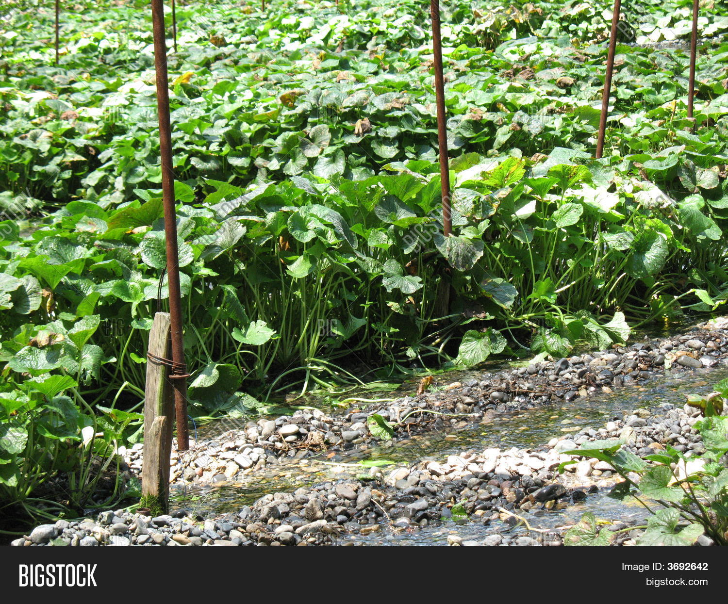 Closeup Wasabi Plant Image & Photo (Free Trial) | Bigstock