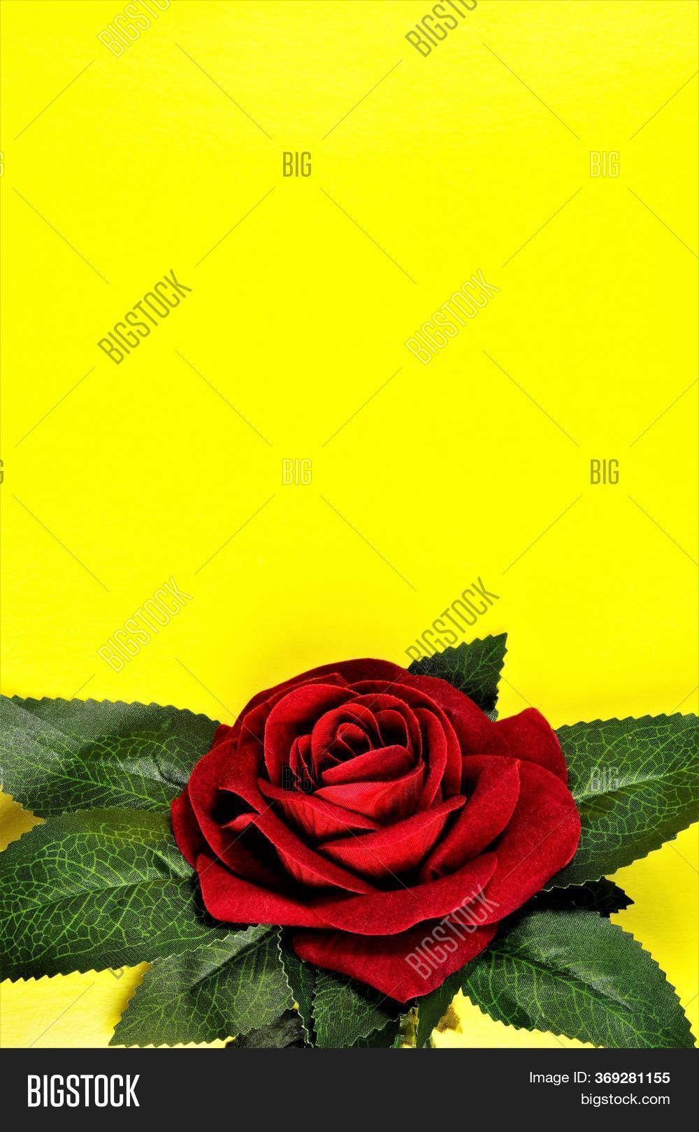 Red Rose Yellow Image & Photo (Free Trial) | Bigstock