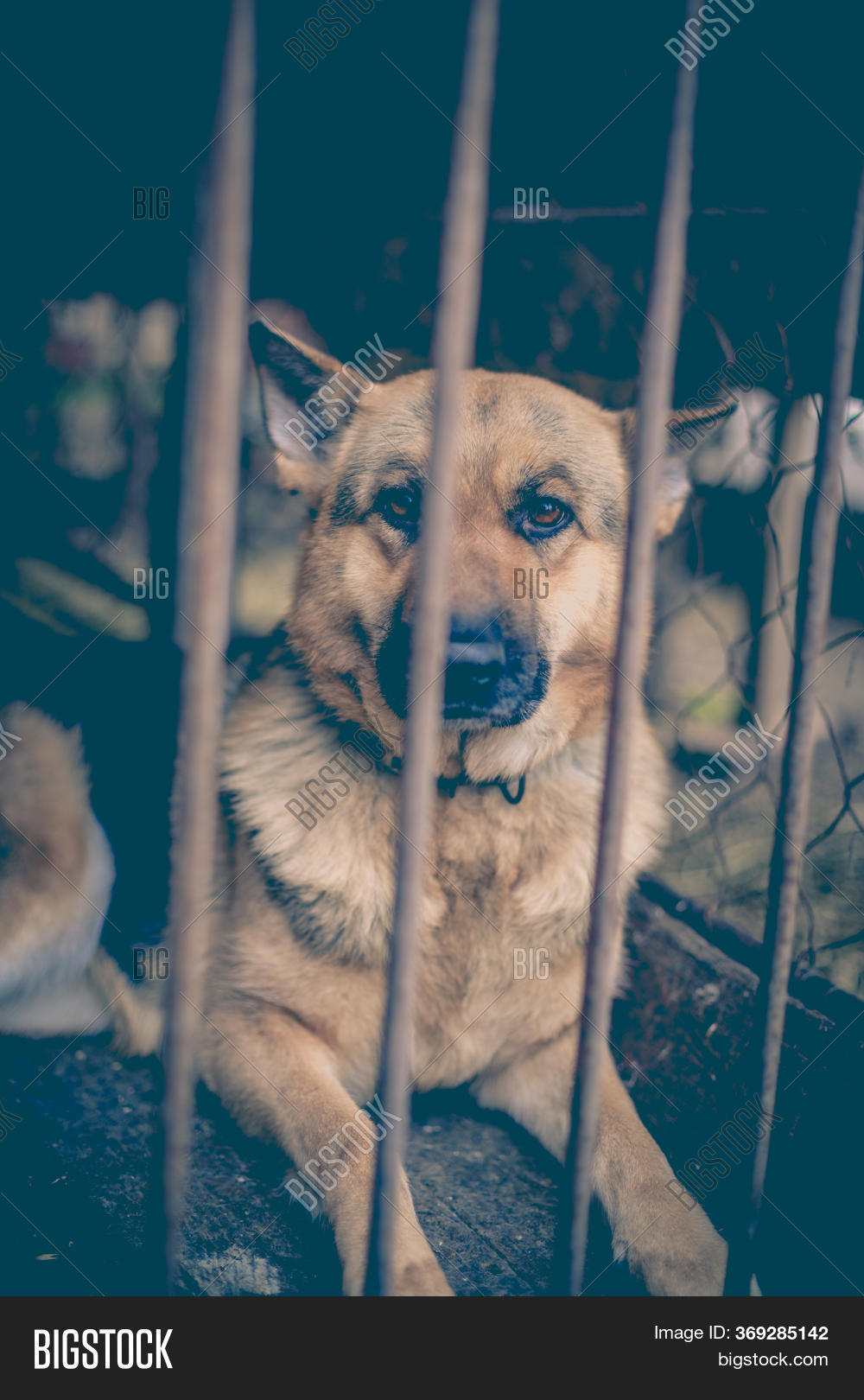 Big Sad Shepherd Old Image & Photo (Free Trial) | Bigstock