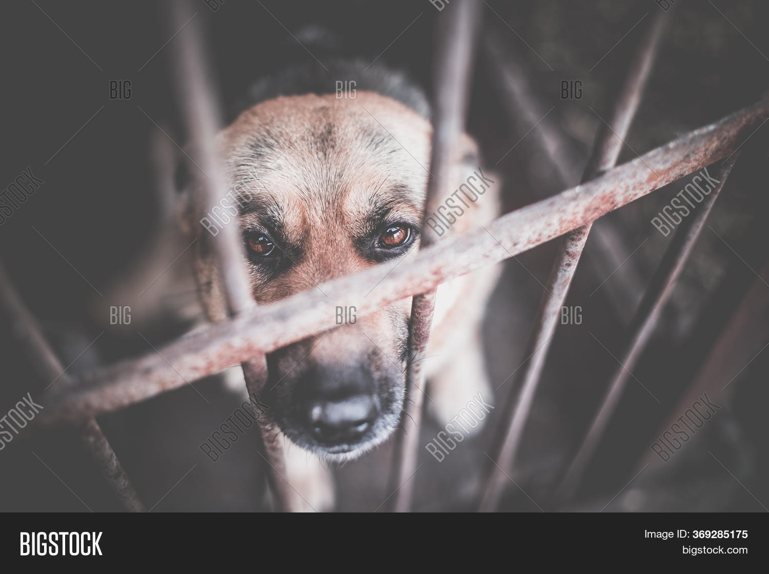Big Sad Shepherd Old Image & Photo (Free Trial) | Bigstock
