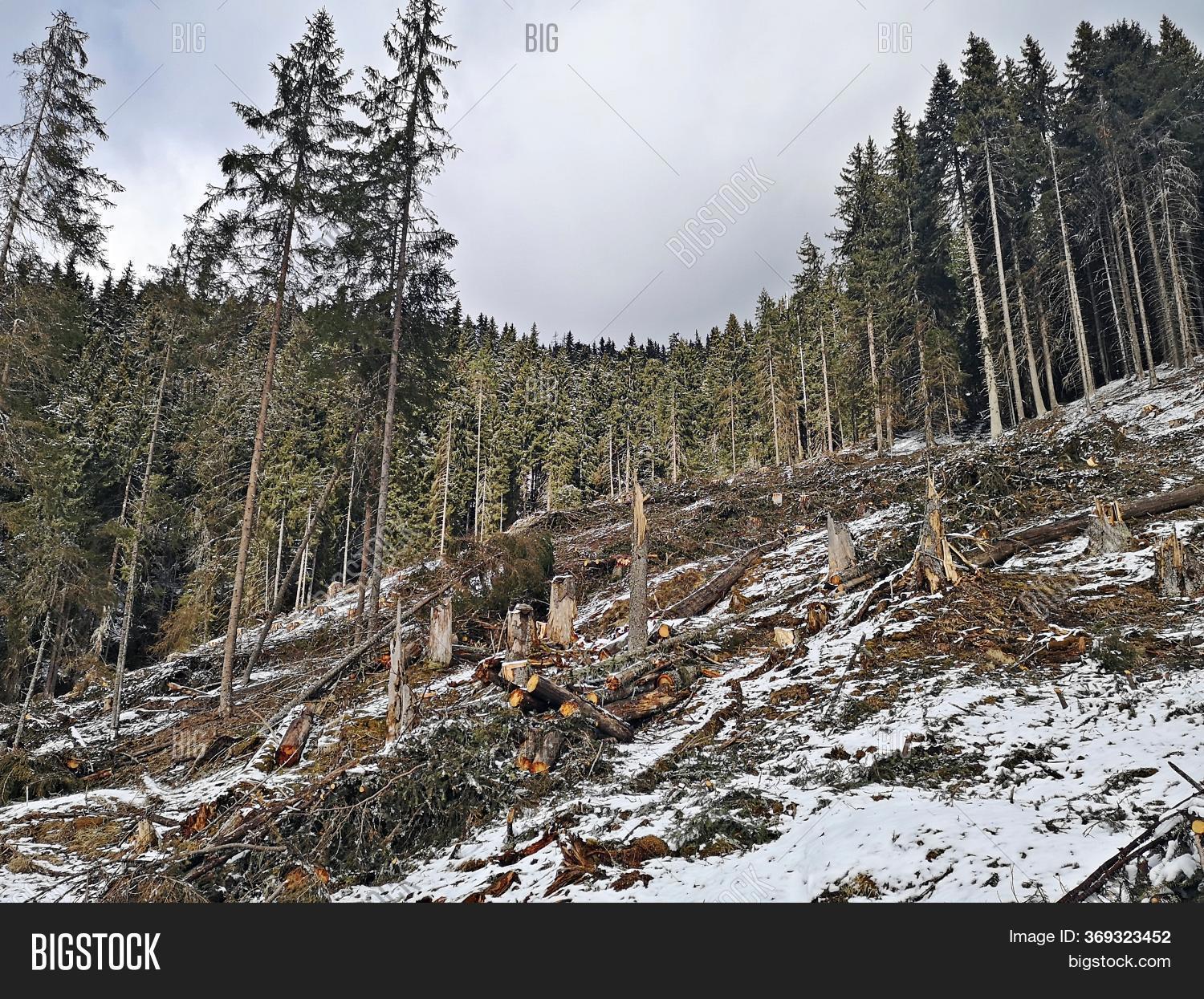 Broken Trees Forest Image & Photo (Free Trial) | Bigstock