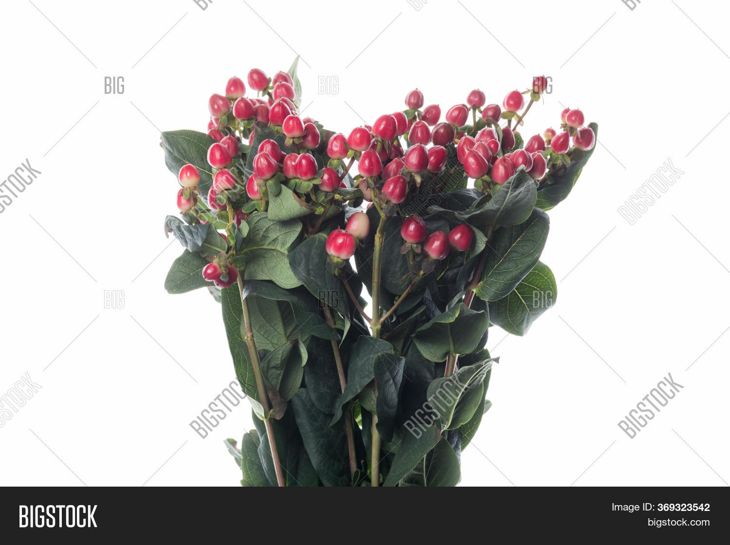 Hypericum Pink, Red. Image & Photo (Free Trial) | Bigstock
