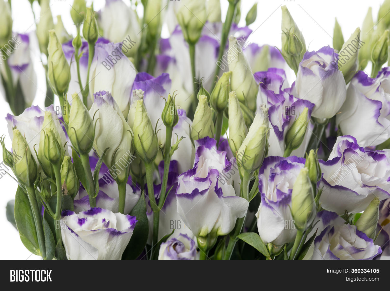 Eustoma Excal Blue Image & Photo (Free Trial) | Bigstock