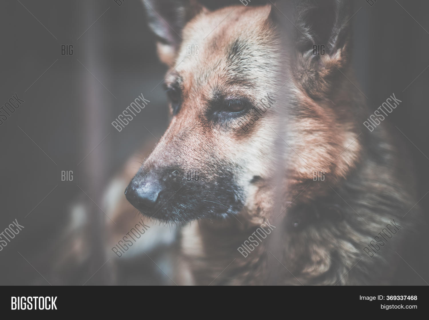 Big Sad Shepherd Old Image & Photo (Free Trial) | Bigstock