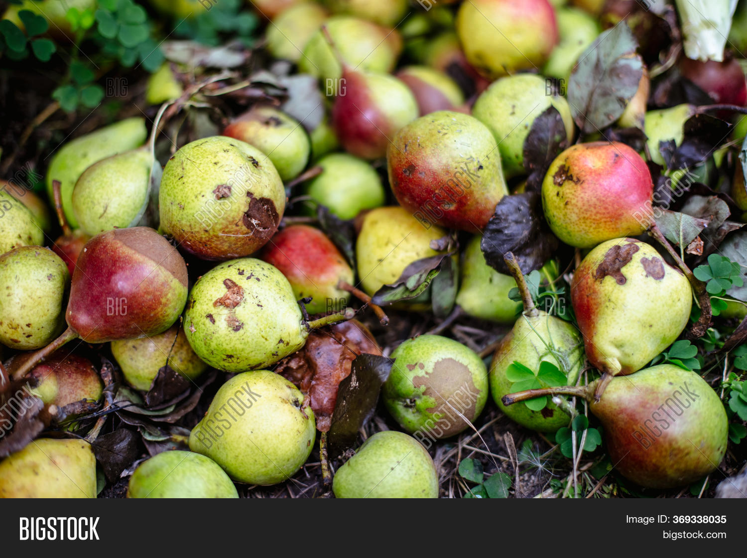 Rotten Pears On Ground Image & Photo (Free Trial) | Bigstock