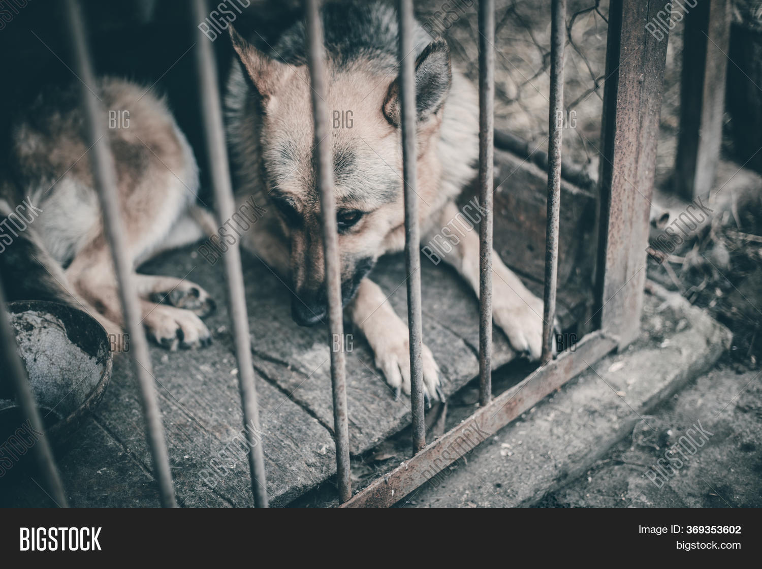 Big Sad Shepherd Old Image & Photo (Free Trial) | Bigstock