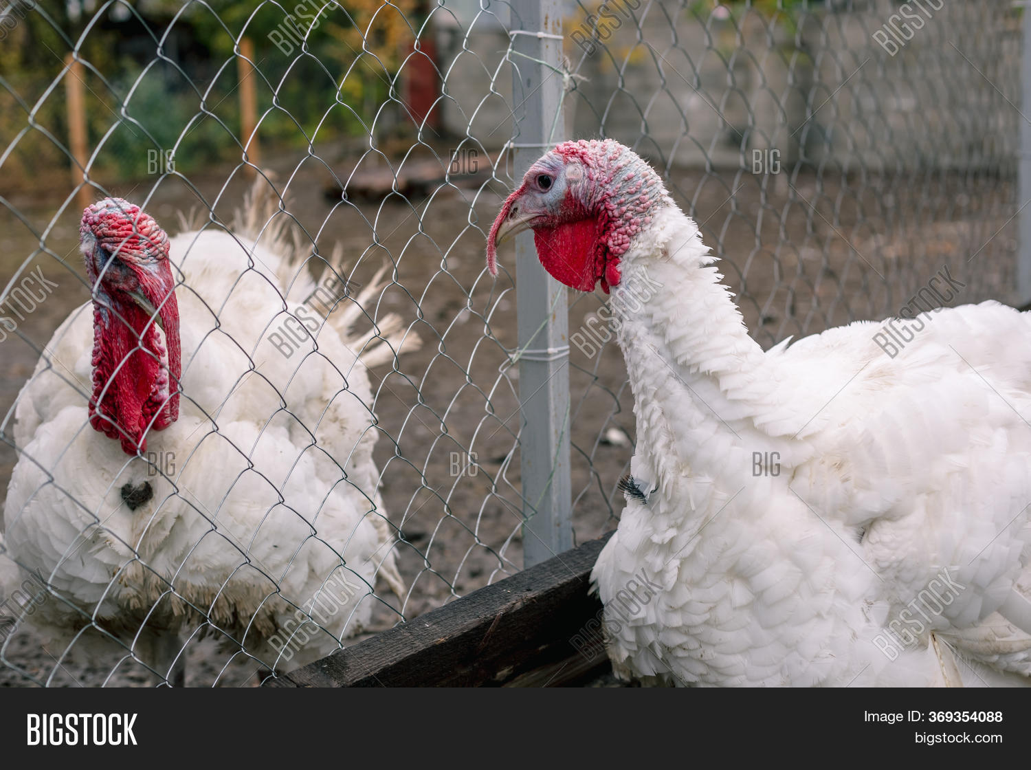 Big Beautiful Turkeys Image & Photo (Free Trial) | Bigstock