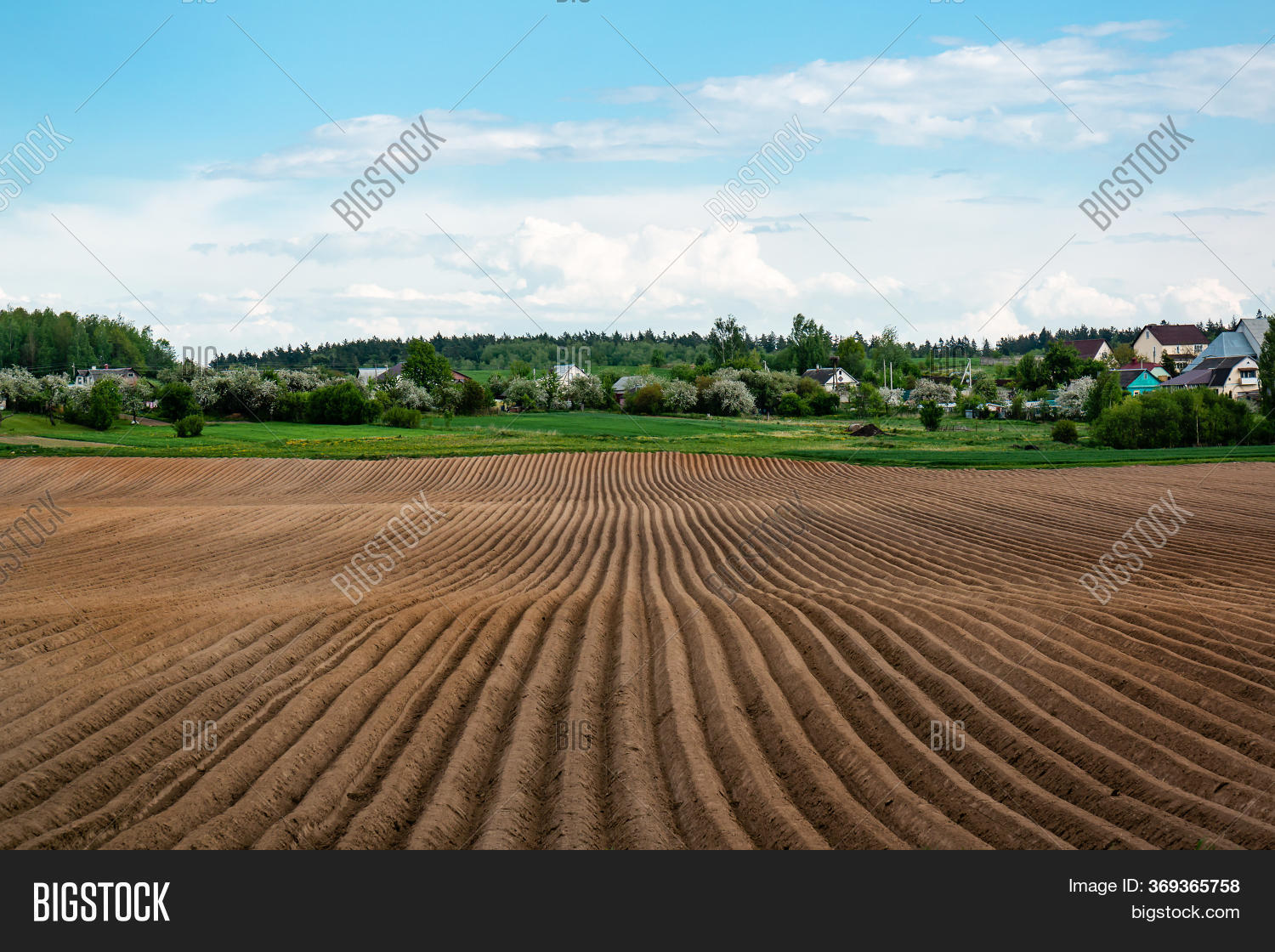 Potato Field Early Image & Photo (Free Trial) | Bigstock