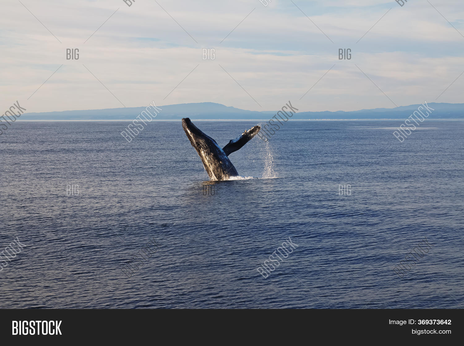 Whale Jumping Water Image & Photo (Free Trial) | Bigstock