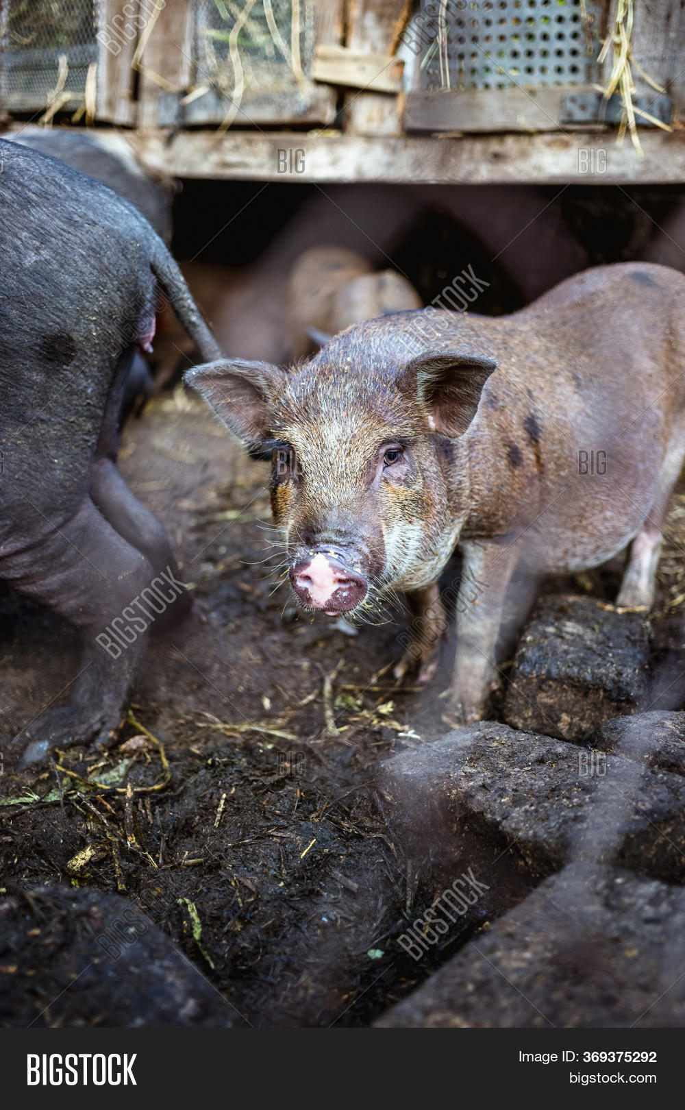 Vietnamese Pigs Behind Image & Photo (Free Trial) | Bigstock